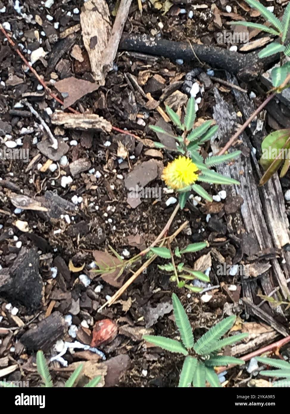 Tropical puff (Neptunia pubescens Stock Photo - Alamy