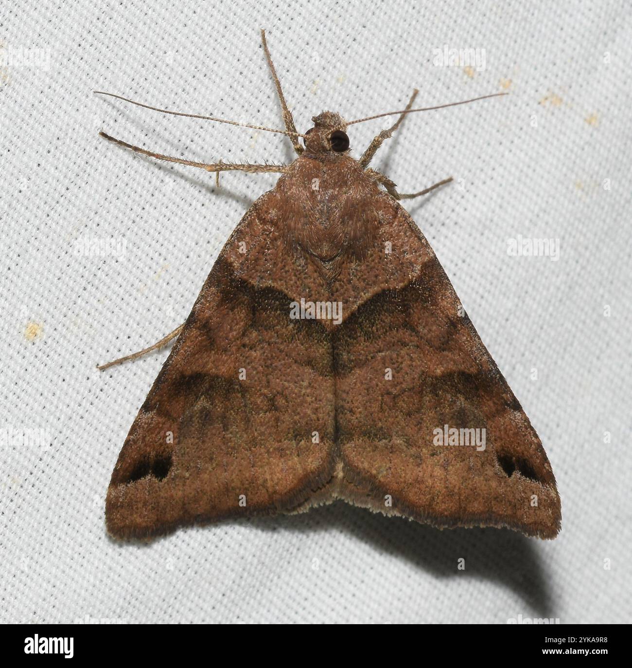 Clover Looper Moth (Caenurgina crassiuscula Stock Photo - Alamy
