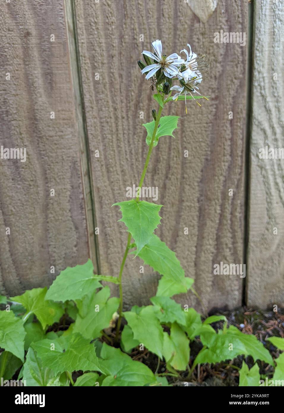 western rattlesnake root (Nabalus alatus Stock Photo - Alamy