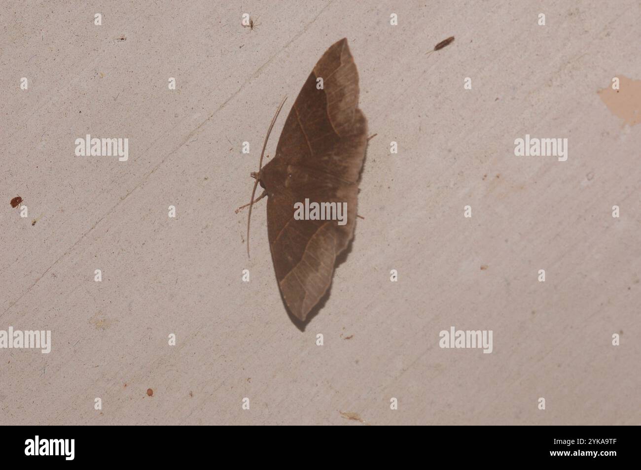 Maple Looper Moth (Parallelia bistriaris Stock Photo - Alamy