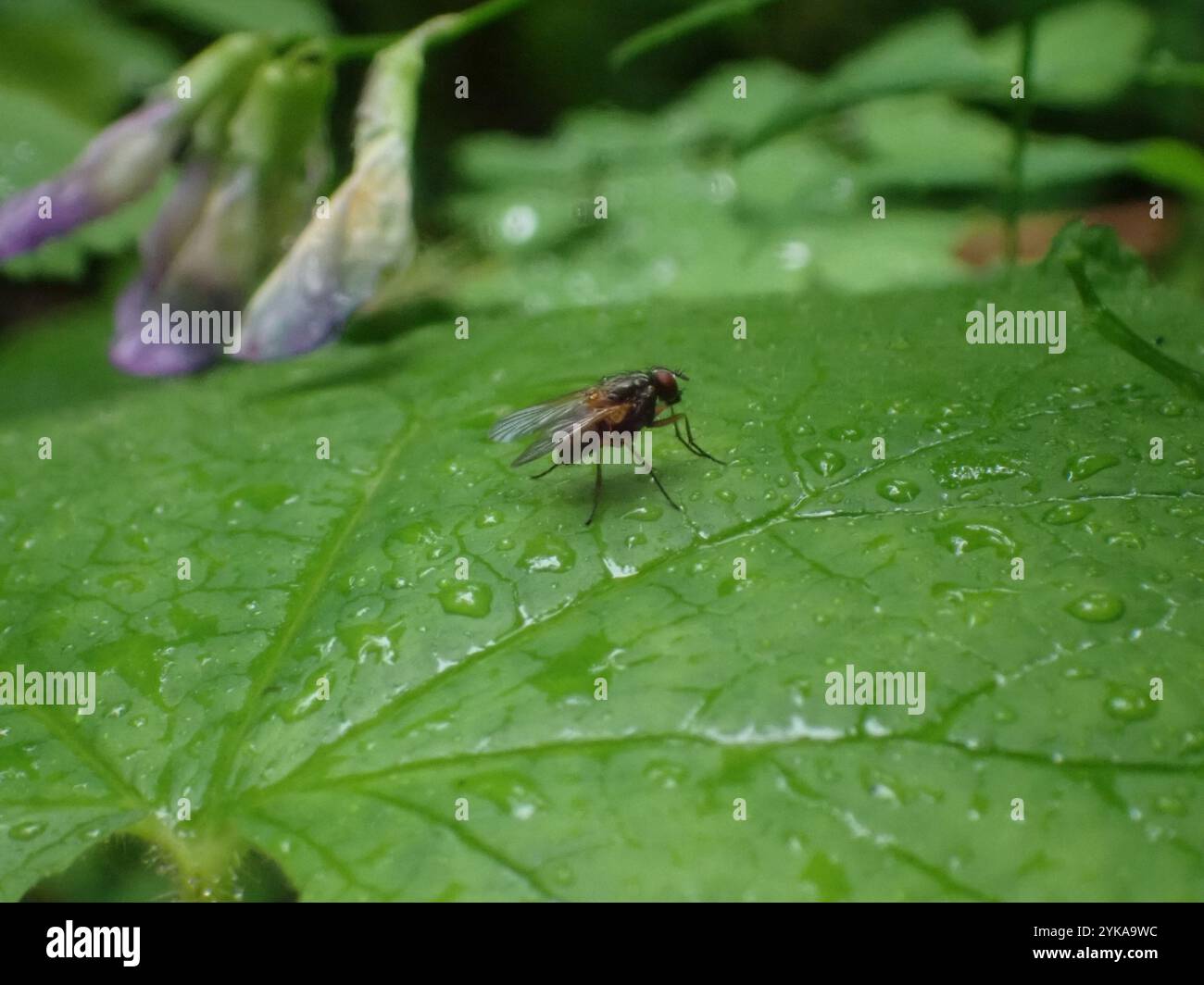 Root-maggot Flies (Anthomyiidae Stock Photo - Alamy