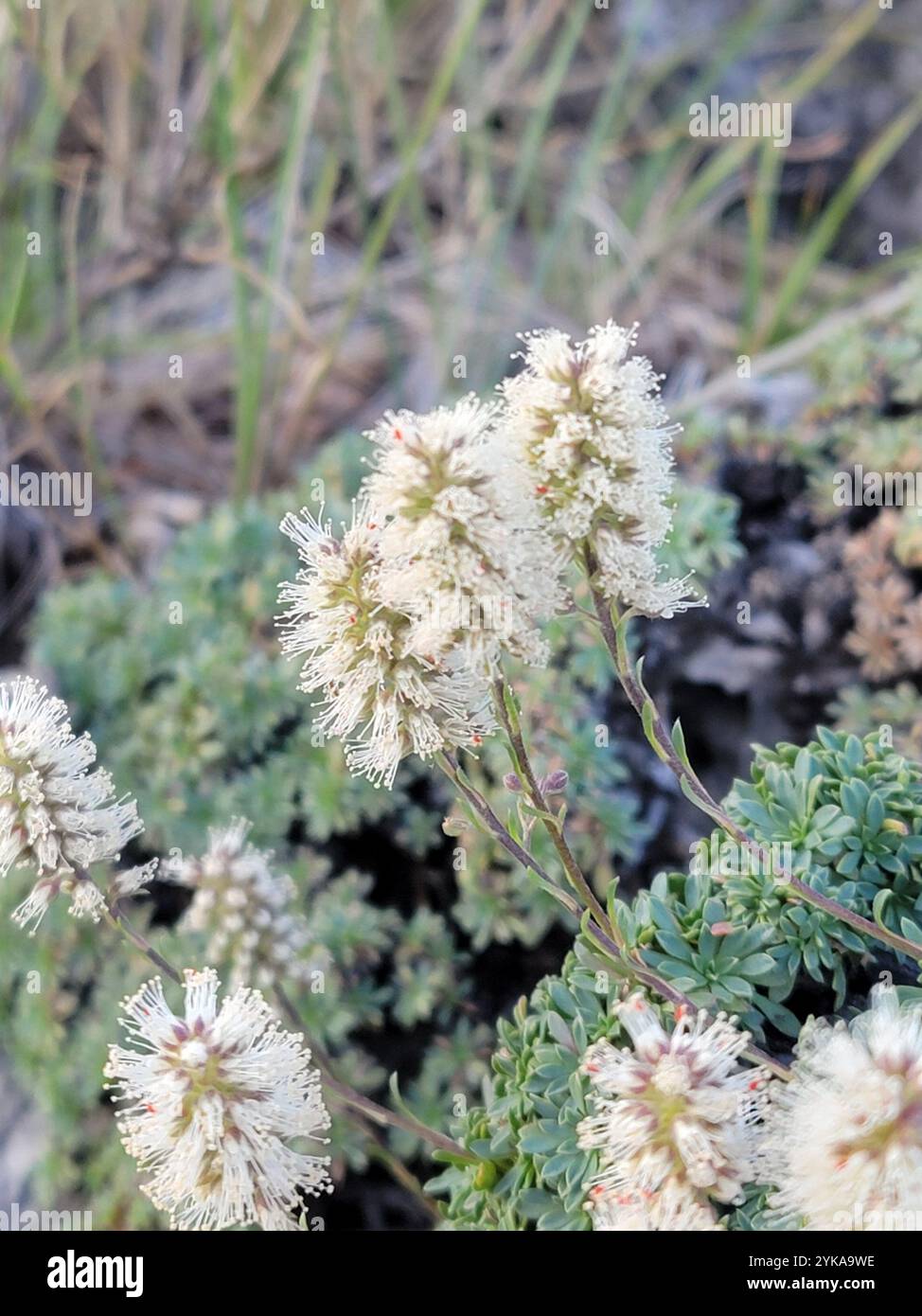 mat rock spiraea (Petrophytum caespitosum Stock Photo - Alamy