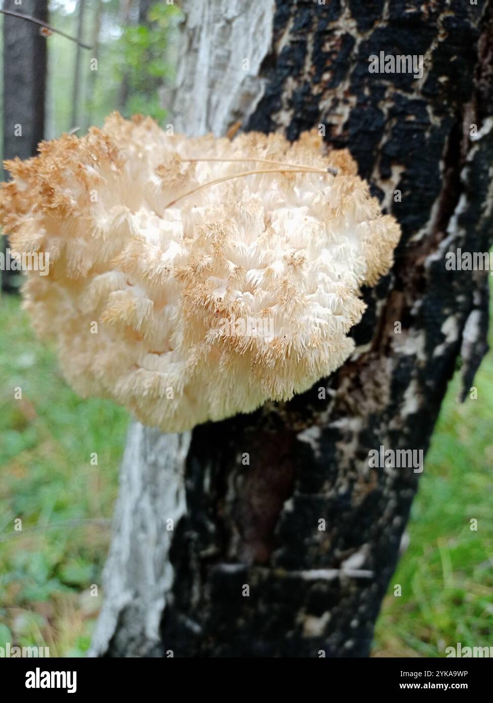 Coral tooth fungus (Hericium coralloides Stock Photo - Alamy