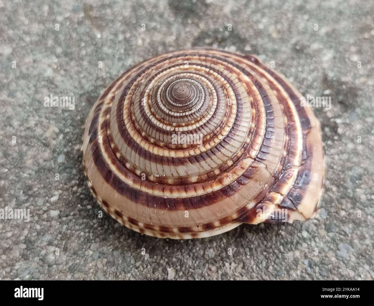 Architectonicidae hi-res stock photography and images - Alamy