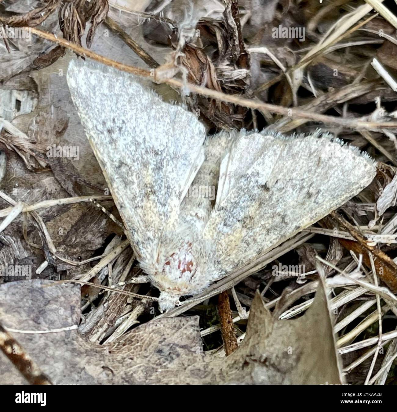 Owlet Moths and Allies (Noctuoidea Stock Photo - Alamy