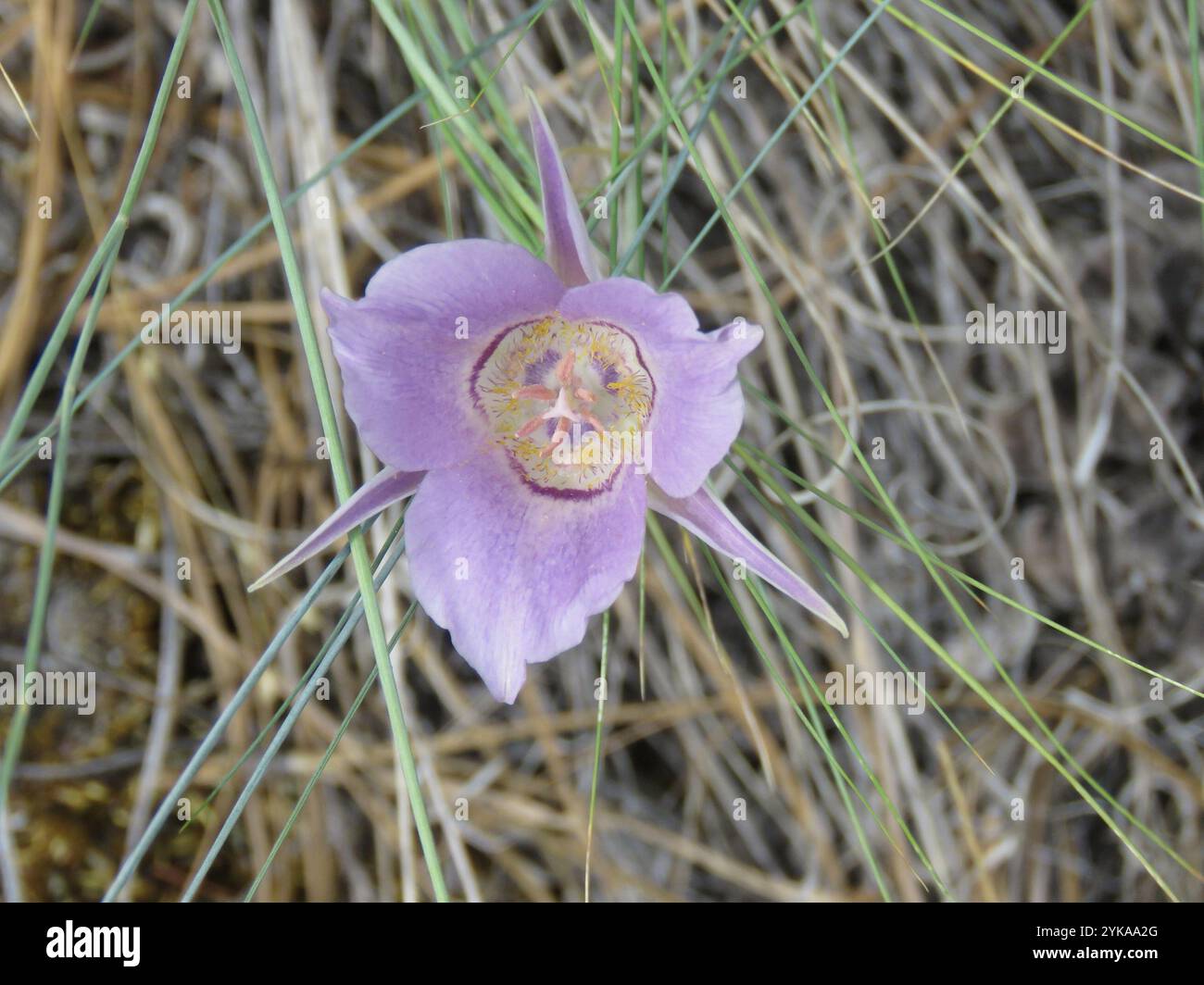Sagebrush Mariposa Lily (Calochortus macrocarpus Stock Photo - Alamy