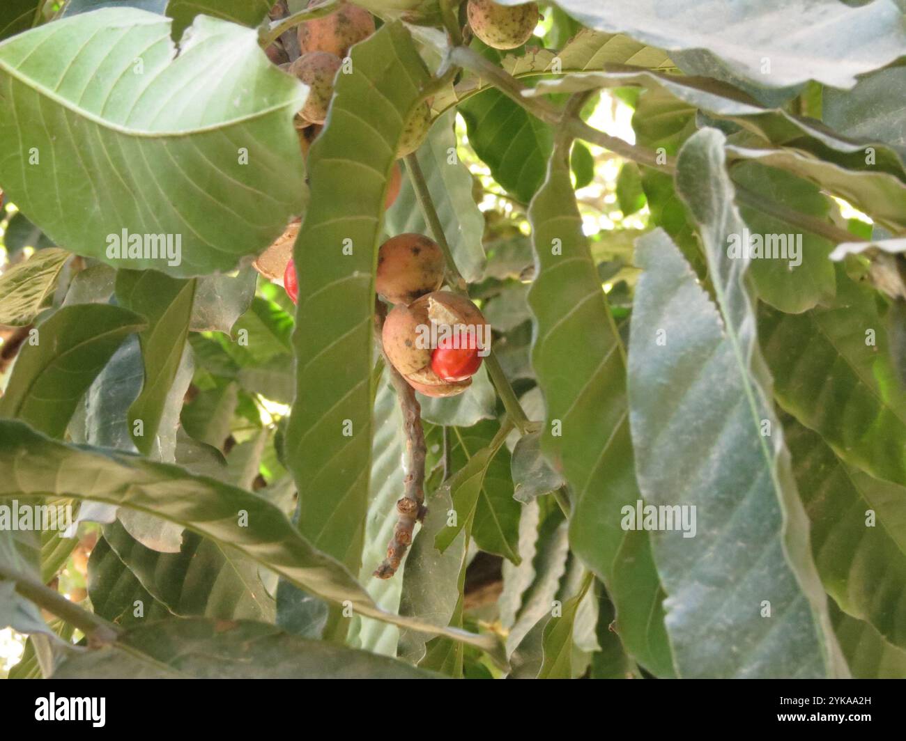 Pithraj tree hi-res stock photography and images - Alamy