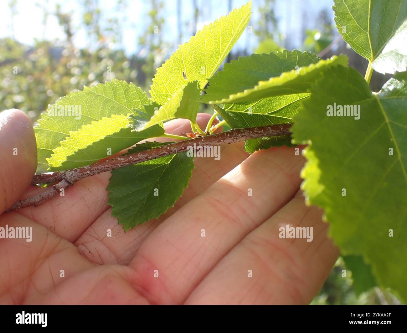 water birch (Betula occidentalis Stock Photo - Alamy