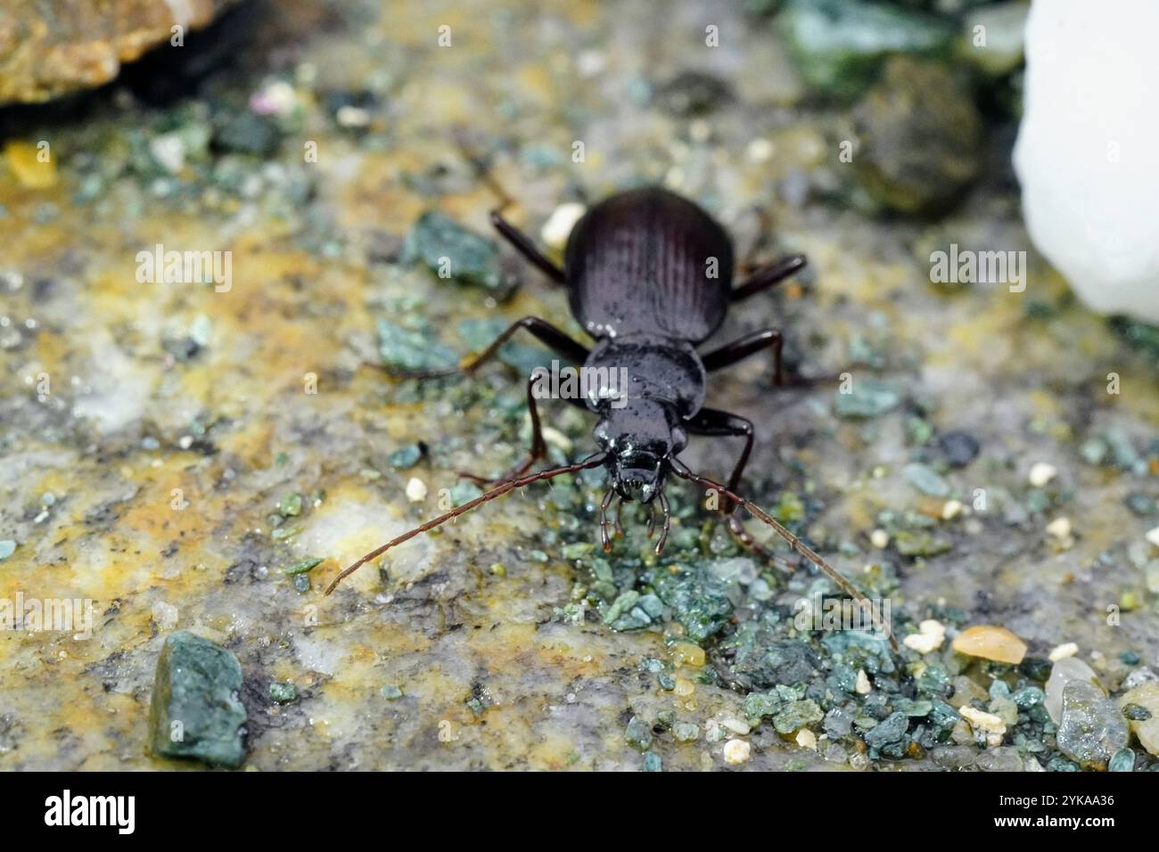 Gazelle Beetles (Nebria Stock Photo - Alamy