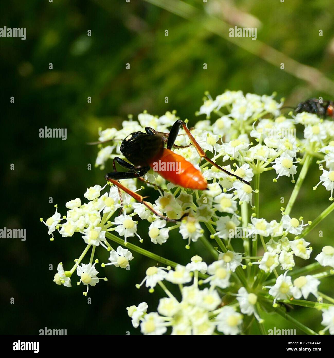 Narrow-waisted Wasps, Ants, and Bees (Apocrita Stock Photo - Alamy