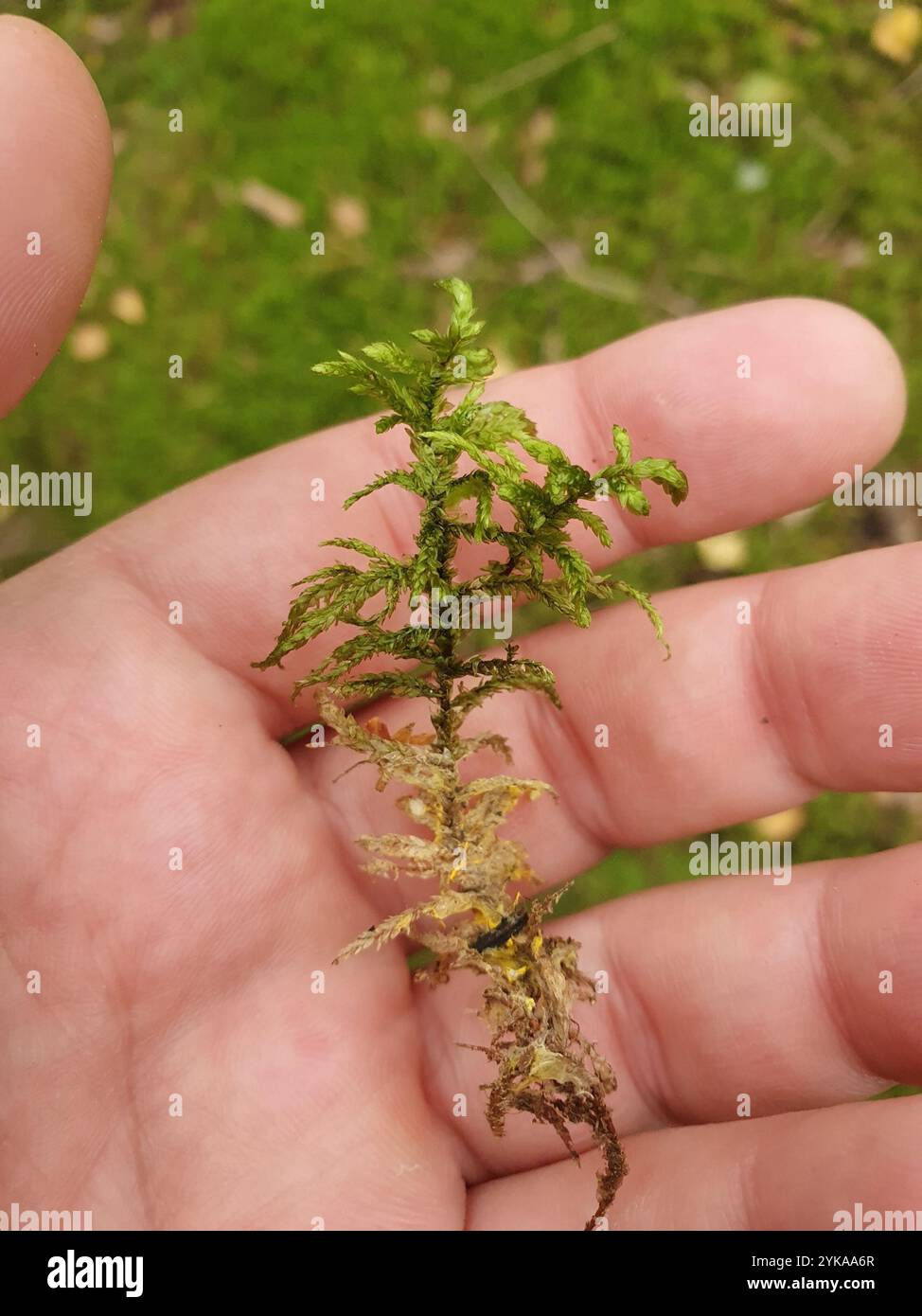 Red-stemmed Feather Moss (Pleurozium schreberi Stock Photo - Alamy