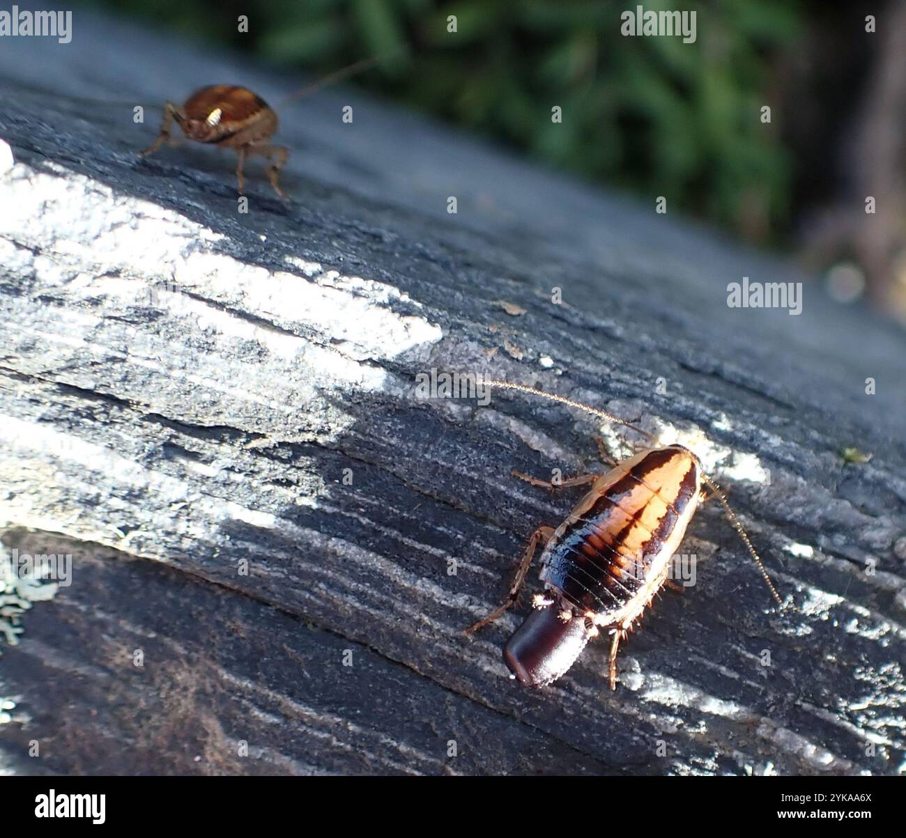 Cockroaches and Termites (Blattodea Stock Photo - Alamy