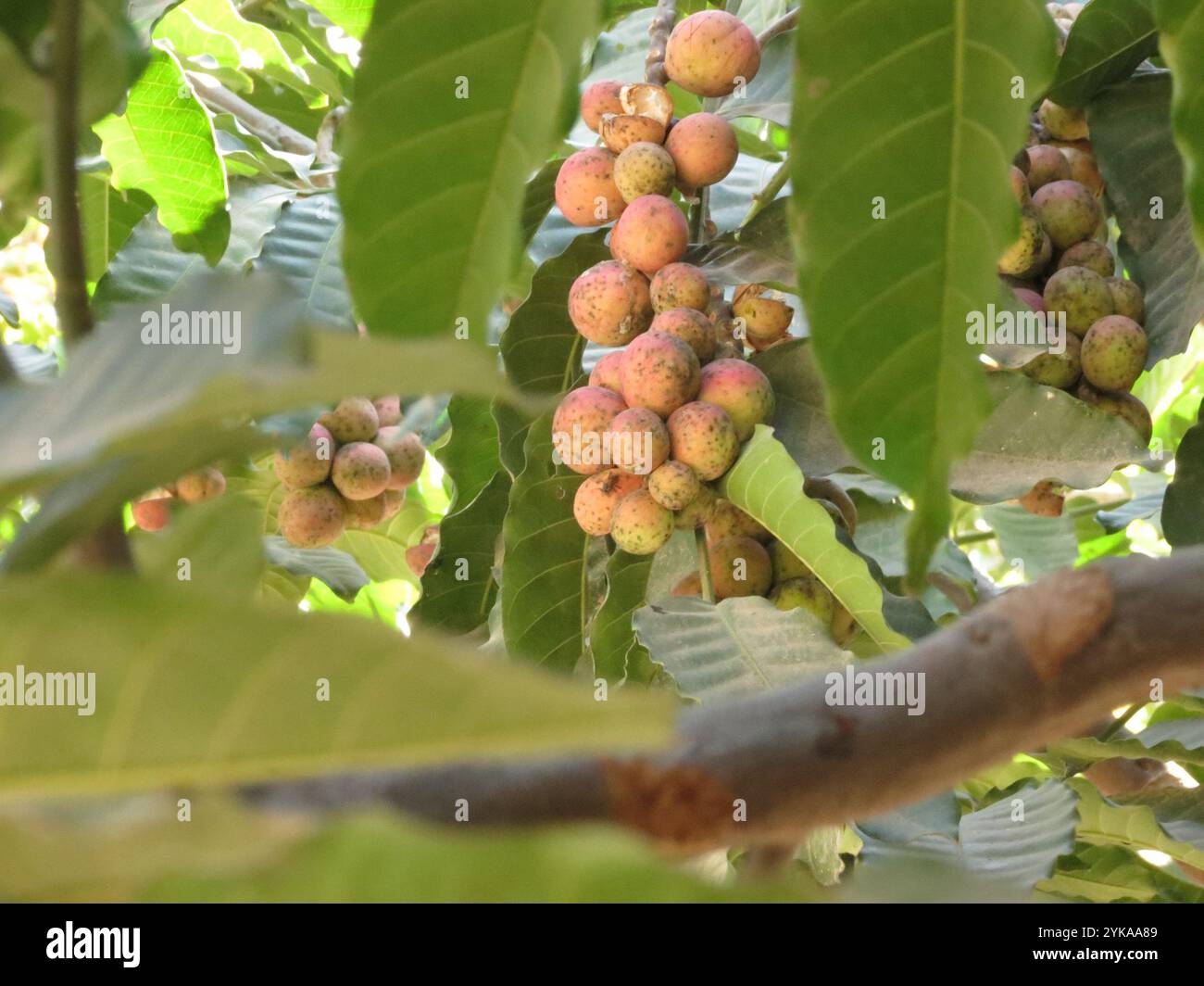 Pithraj tree hi-res stock photography and images - Alamy