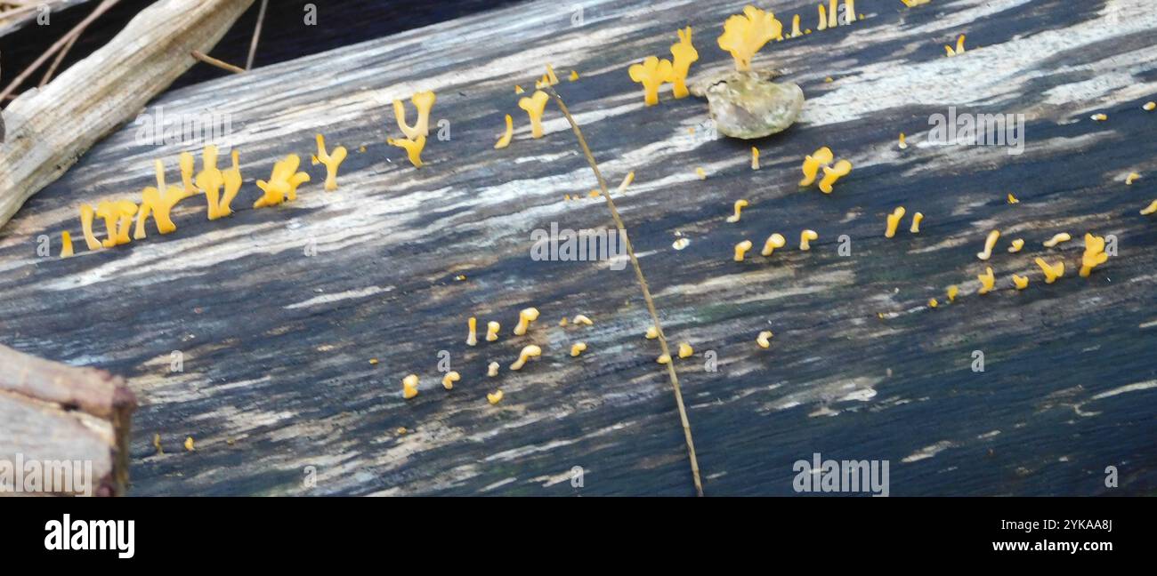 Fan-shaped Jelly Fungus (Dacrymyces spathularia Stock Photo - Alamy