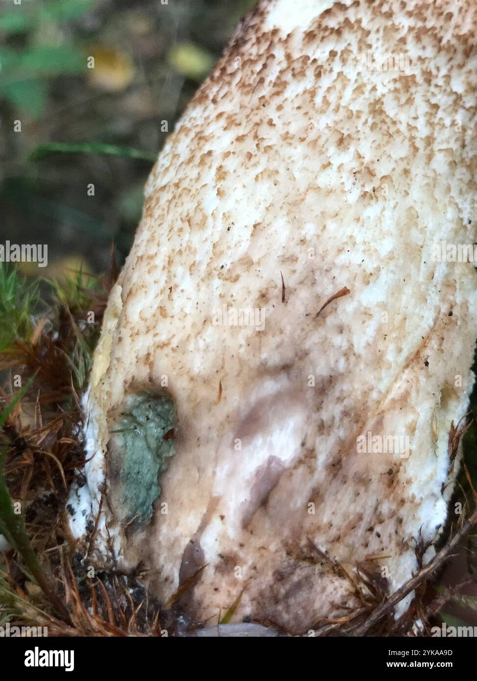 Red-capped Scaber Stalk (Leccinum aurantiacum Stock Photo - Alamy