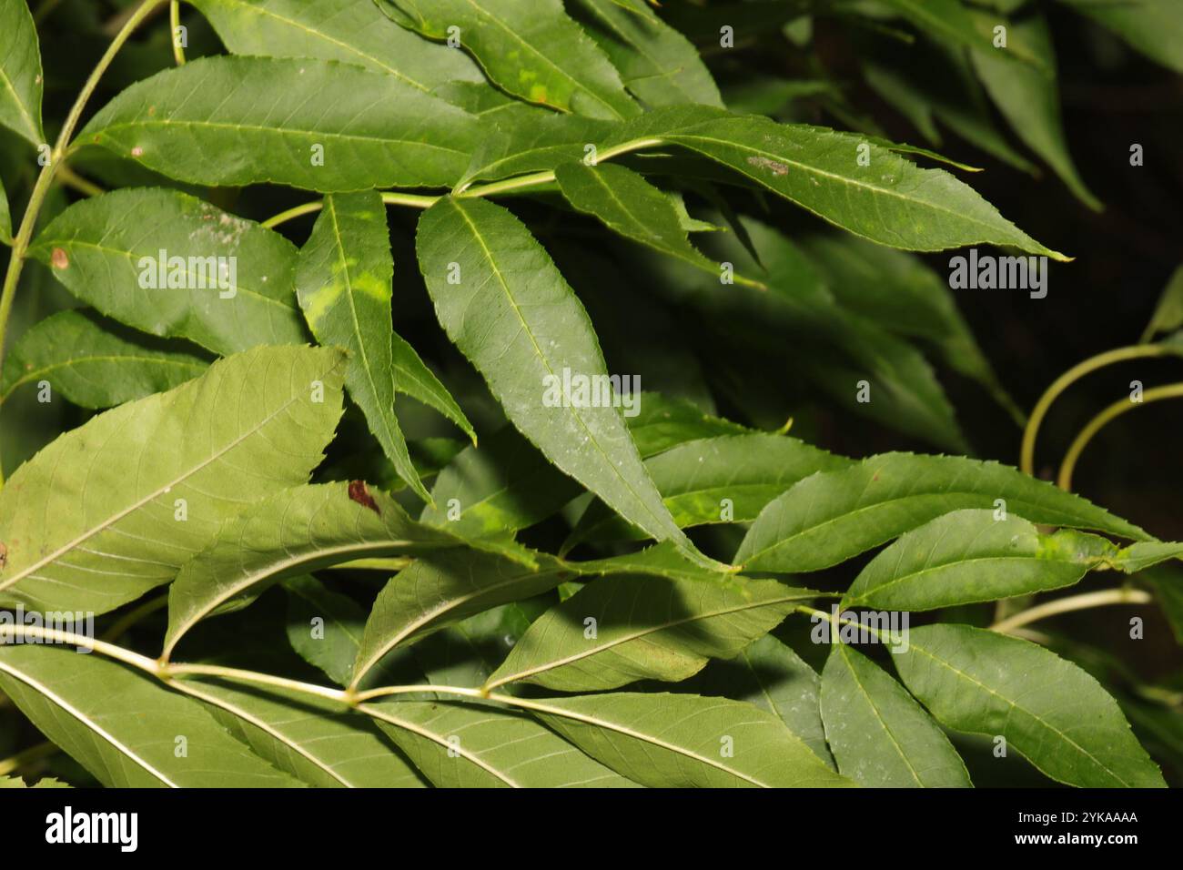 European ash (Fraxinus excelsior Stock Photo - Alamy