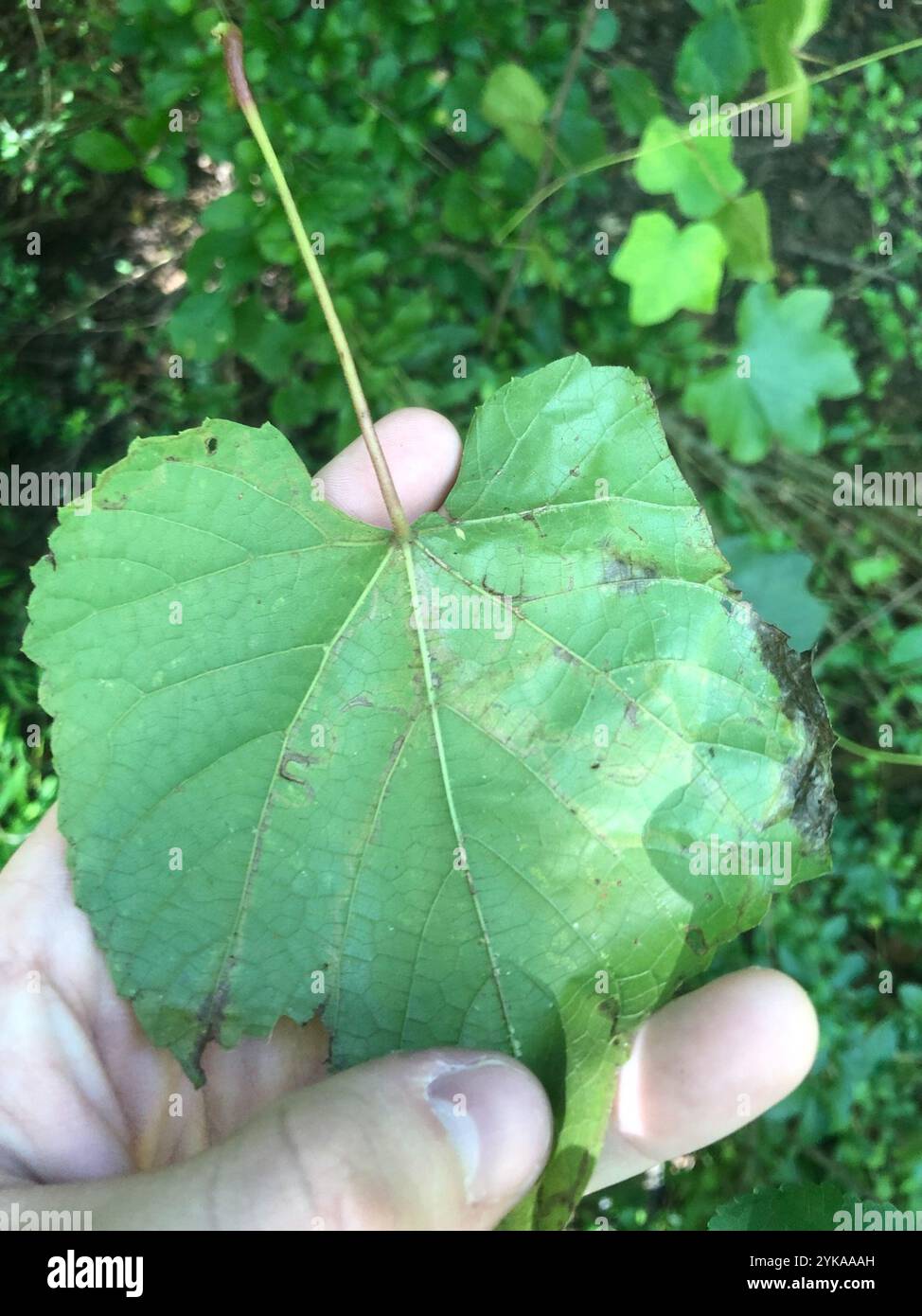 gray-barked grape (Vitis cinerea baileyana Stock Photo - Alamy