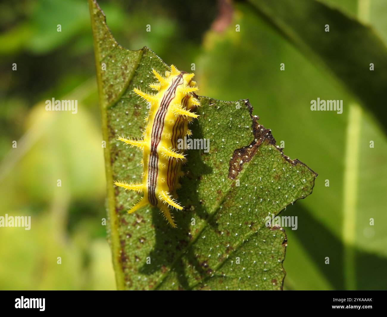 Stinging Rose Caterpillar Moth (Parasa indetermina Stock Photo - Alamy