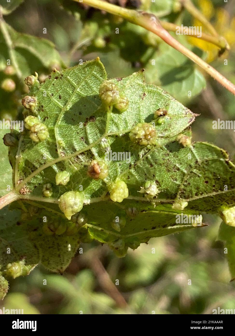 Grape Phylloxera (Daktulosphaira vitifoliae Stock Photo - Alamy
