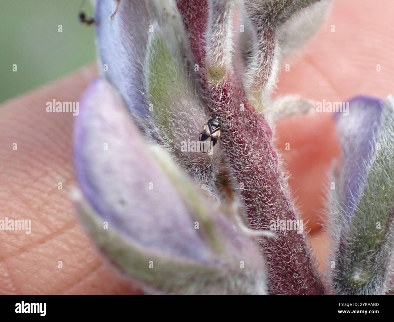 Minute pirate bugs (Anthocoridae Stock Photo - Alamy