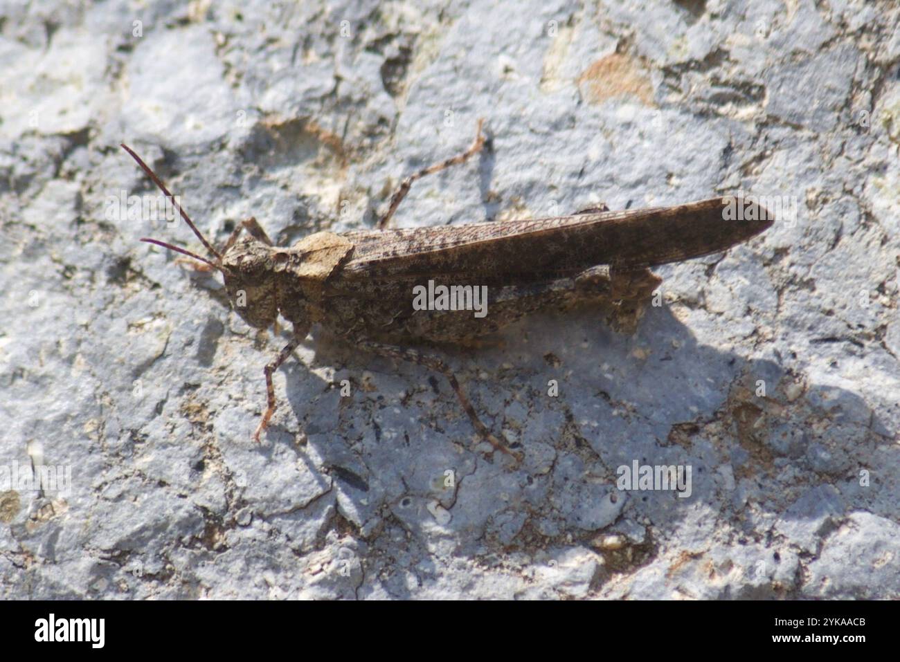 Crackling Forest Grasshopper (Trimerotropis verruculata suffusa Stock ...