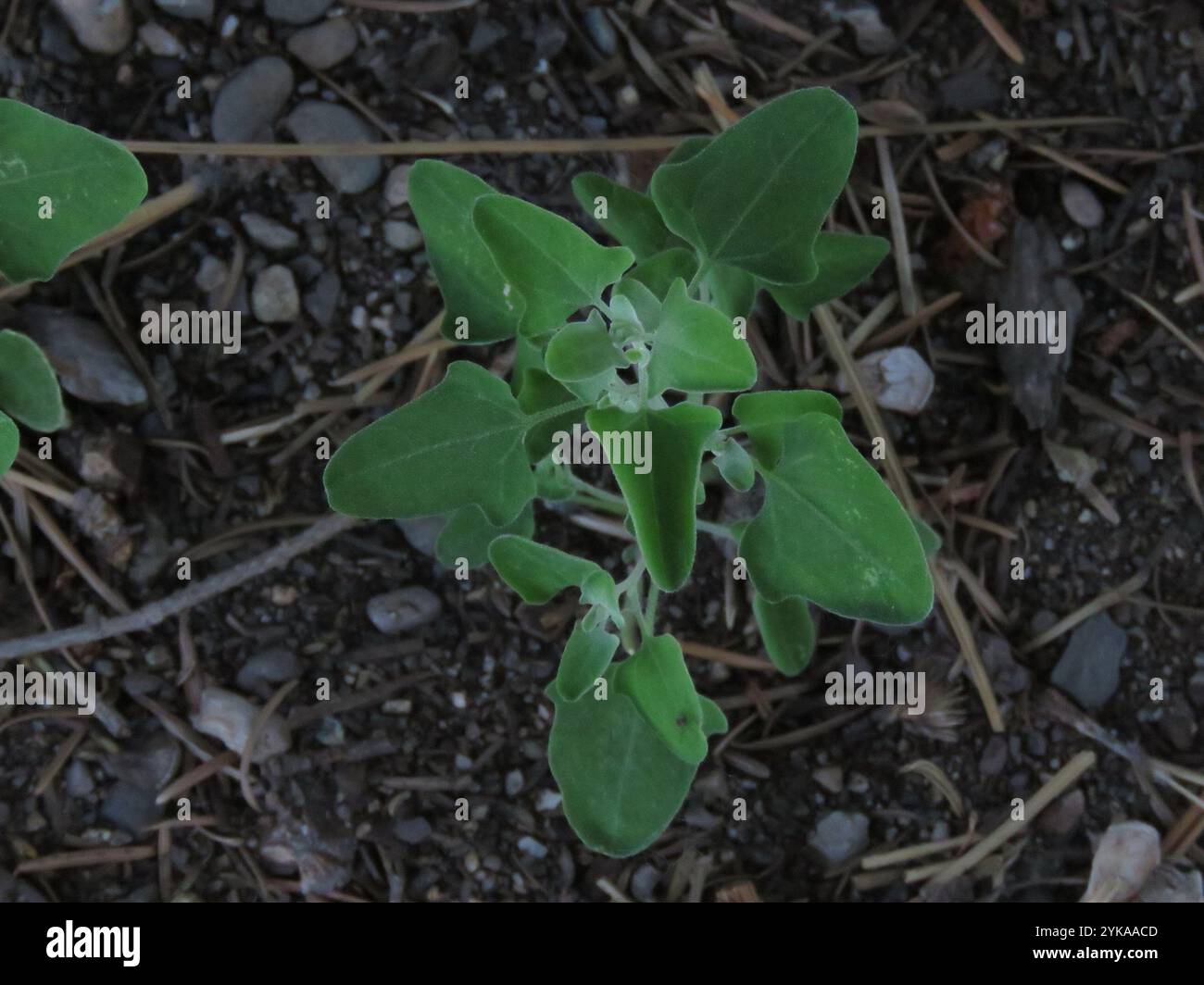 Common Lambsquarters (Chenopodium album Stock Photo - Alamy