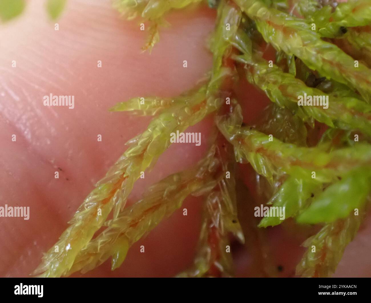 Red-stemmed Feather Moss (Pleurozium schreberi Stock Photo - Alamy