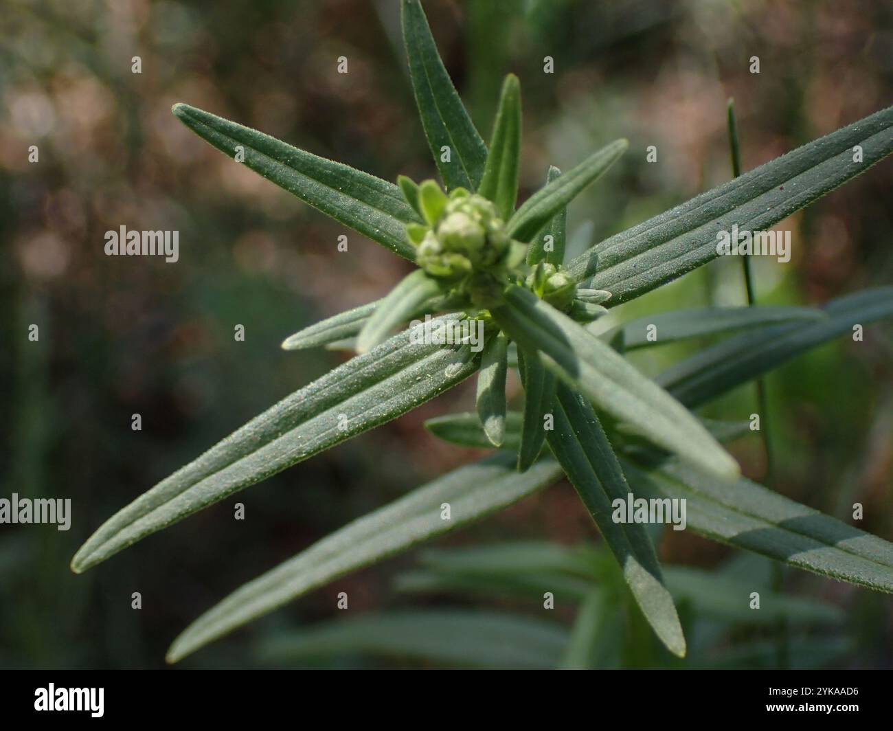 stoneseeds, puccoons, and gromwells (Lithospermum Stock Photo - Alamy