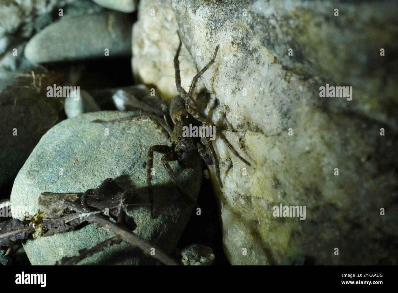 Thin-legged Wolf Spiders (Pardosa Stock Photo - Alamy
