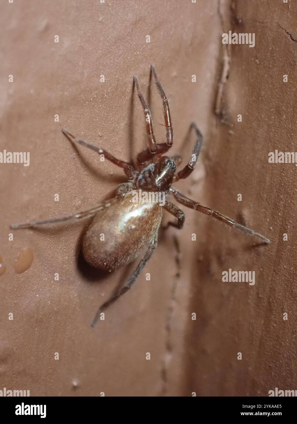 Typical Spiders (Araneomorphae Stock Photo - Alamy