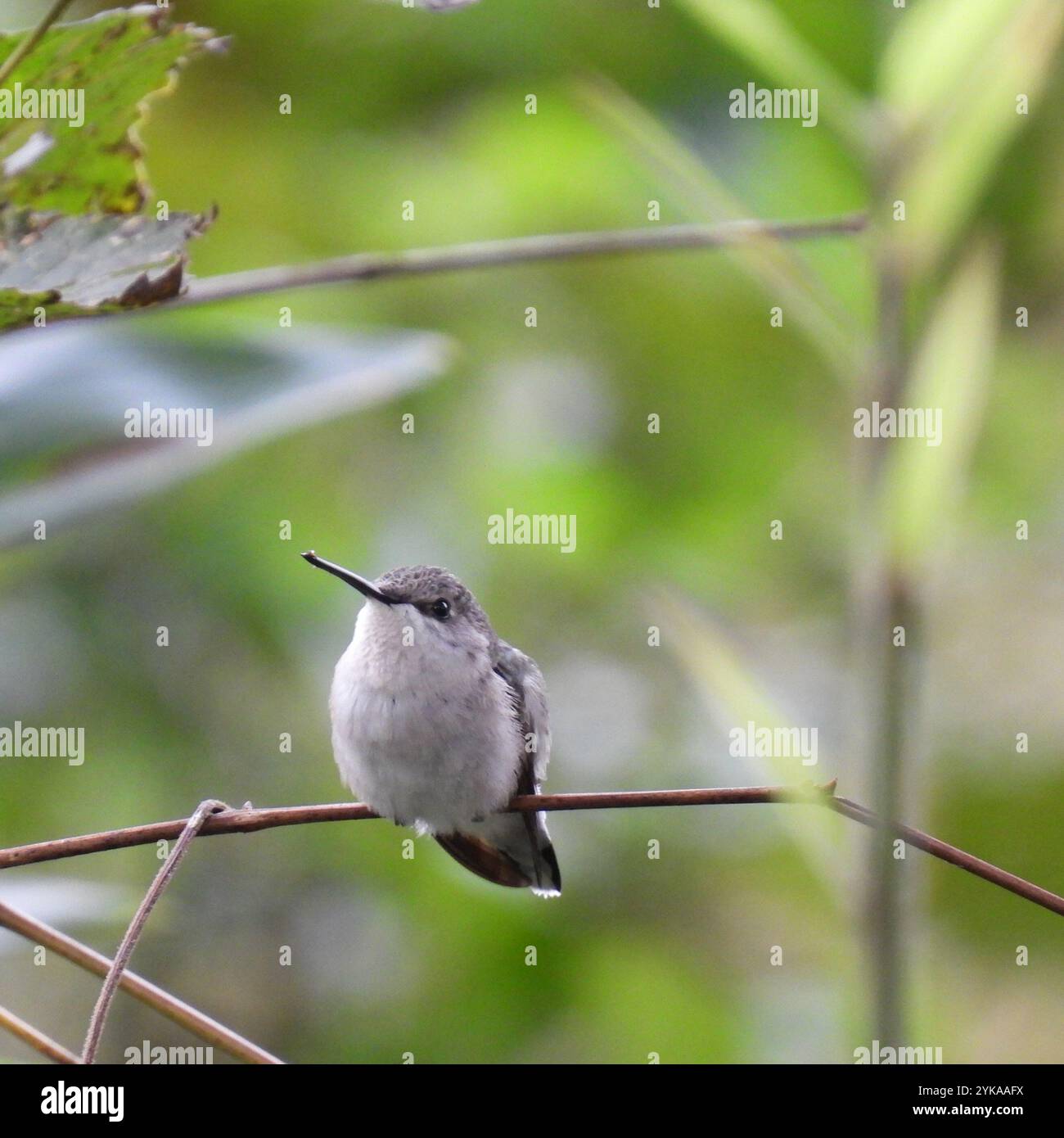 Ruby-throated Hummingbird (Archilochus colubris Stock Photo - Alamy