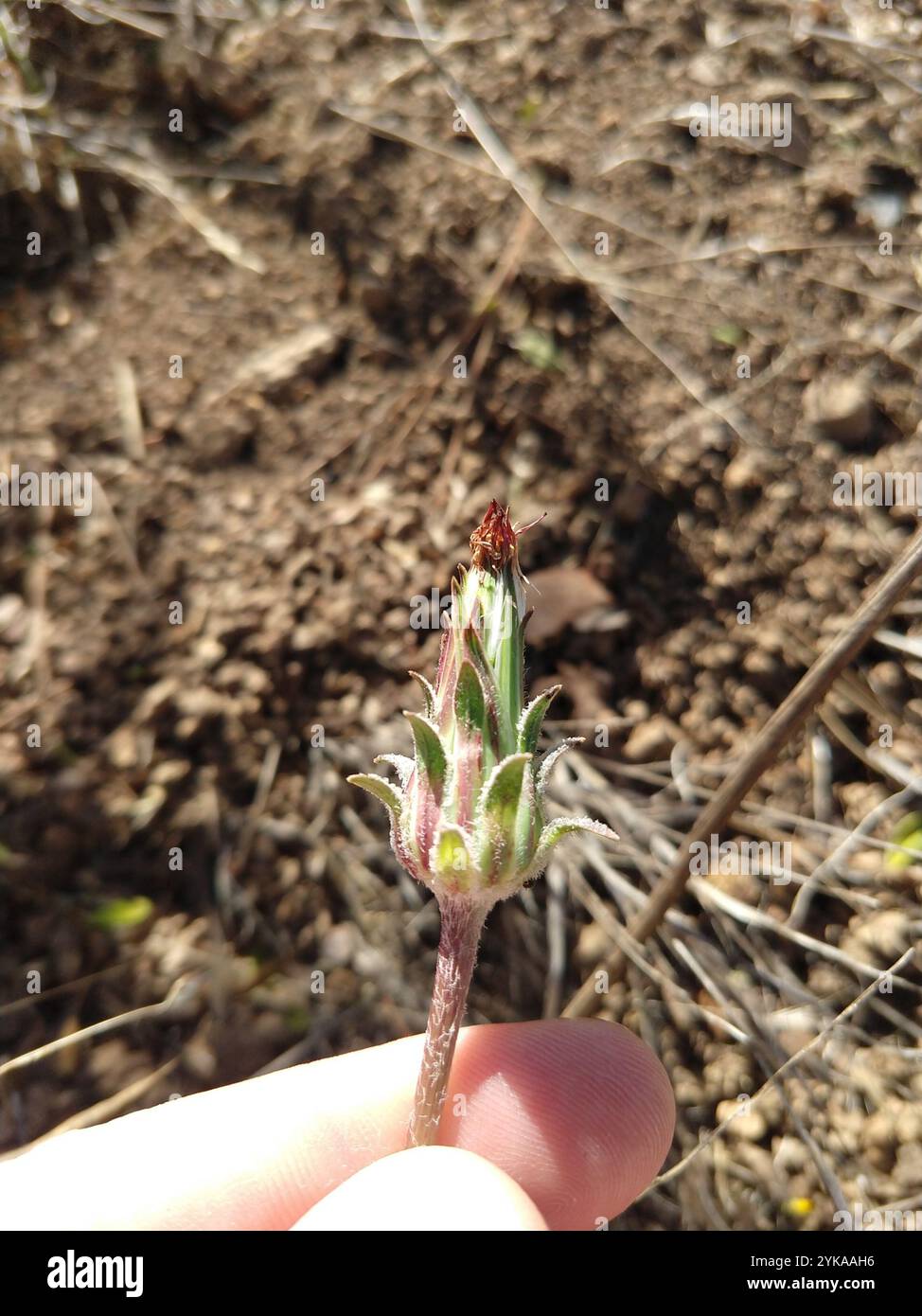 big mountain dandelion (Agoseris grandiflora grandiflora Stock Photo ...