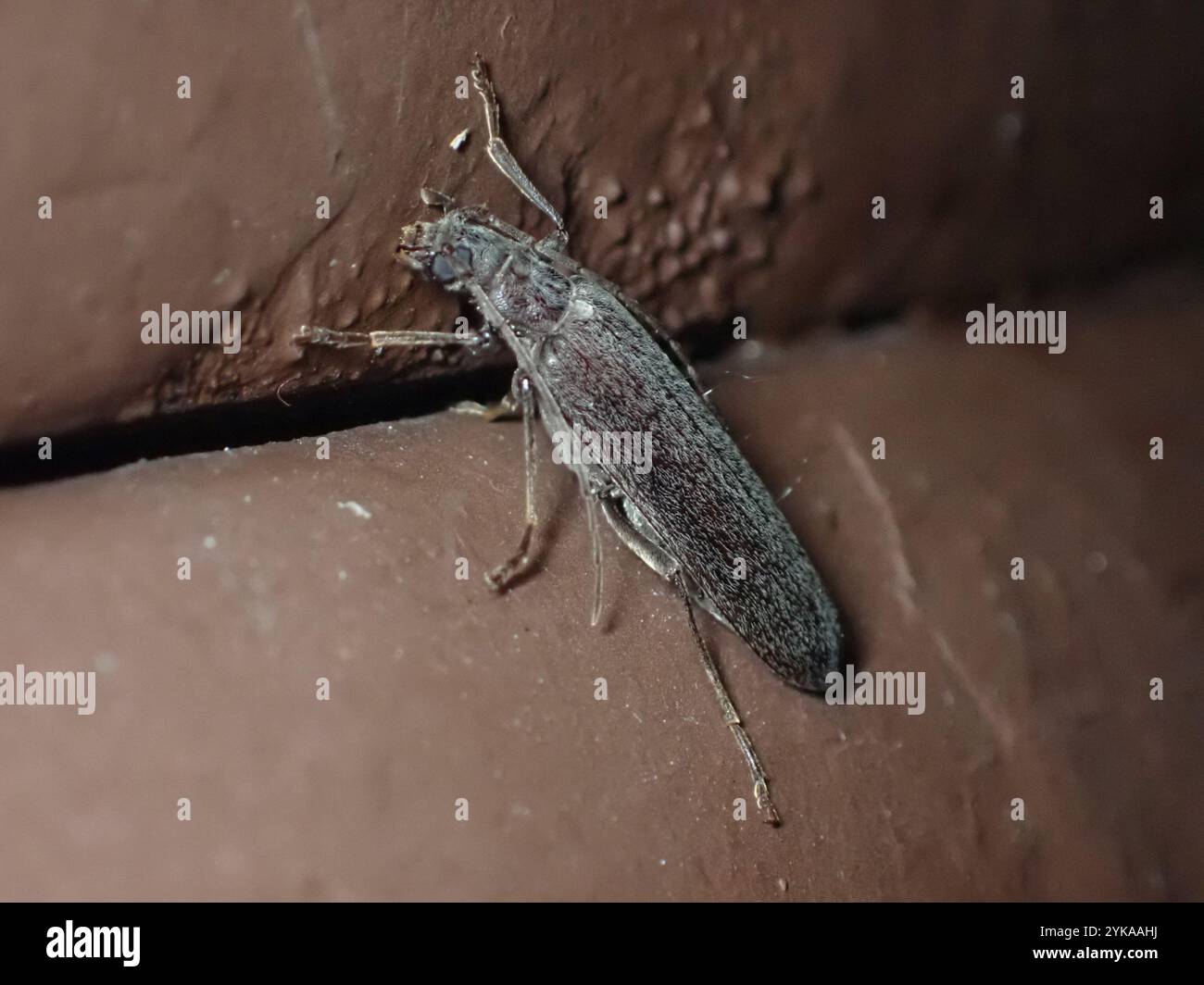 Calopus angustus hi-res stock photography and images - Alamy