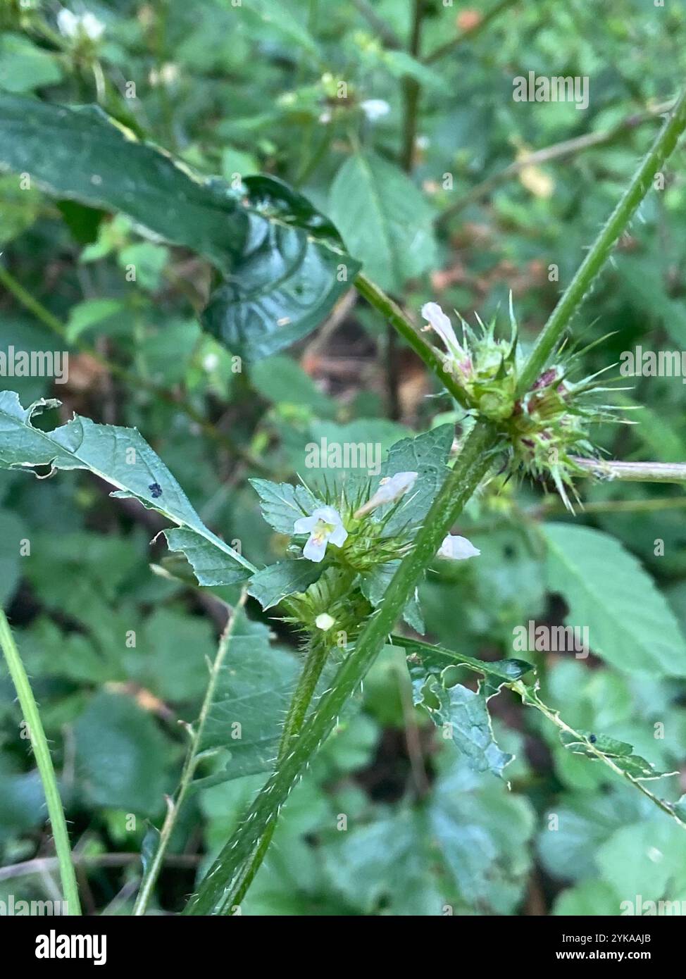 Common hemp-nettle (Galeopsis tetrahit Stock Photo - Alamy