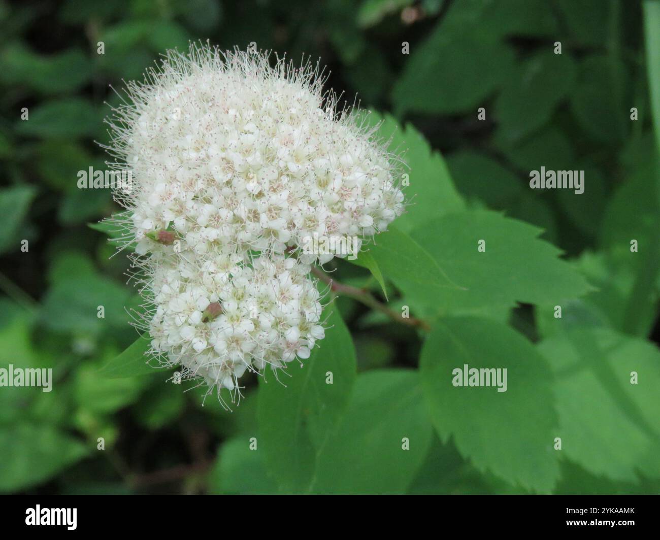 Shinyleaf hi-res stock photography and images - Alamy