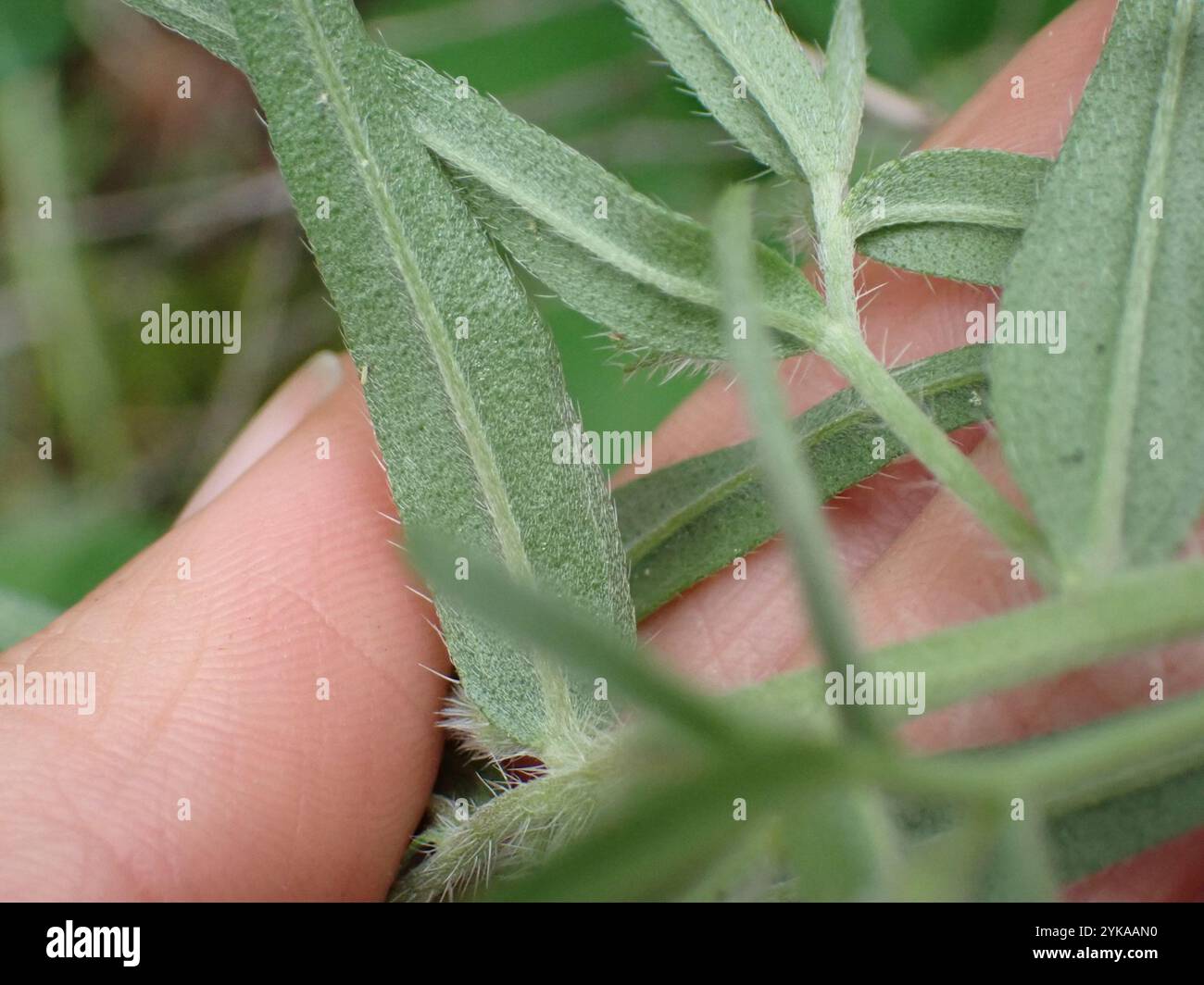 western stoneseed (Lithospermum ruderale Stock Photo - Alamy