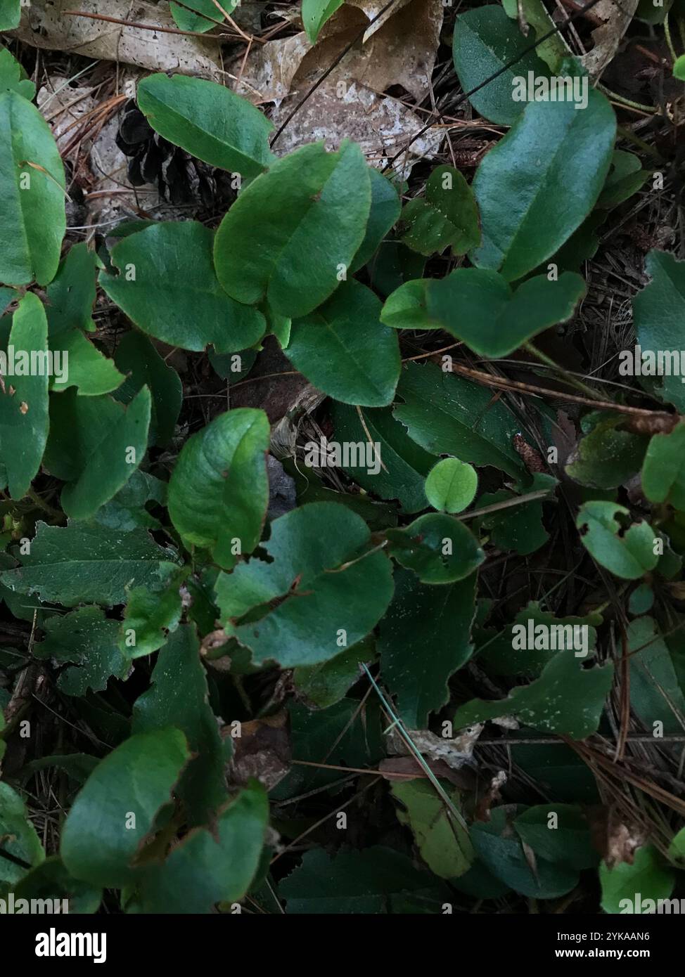 Epigaea repens hi-res stock photography and images - Alamy