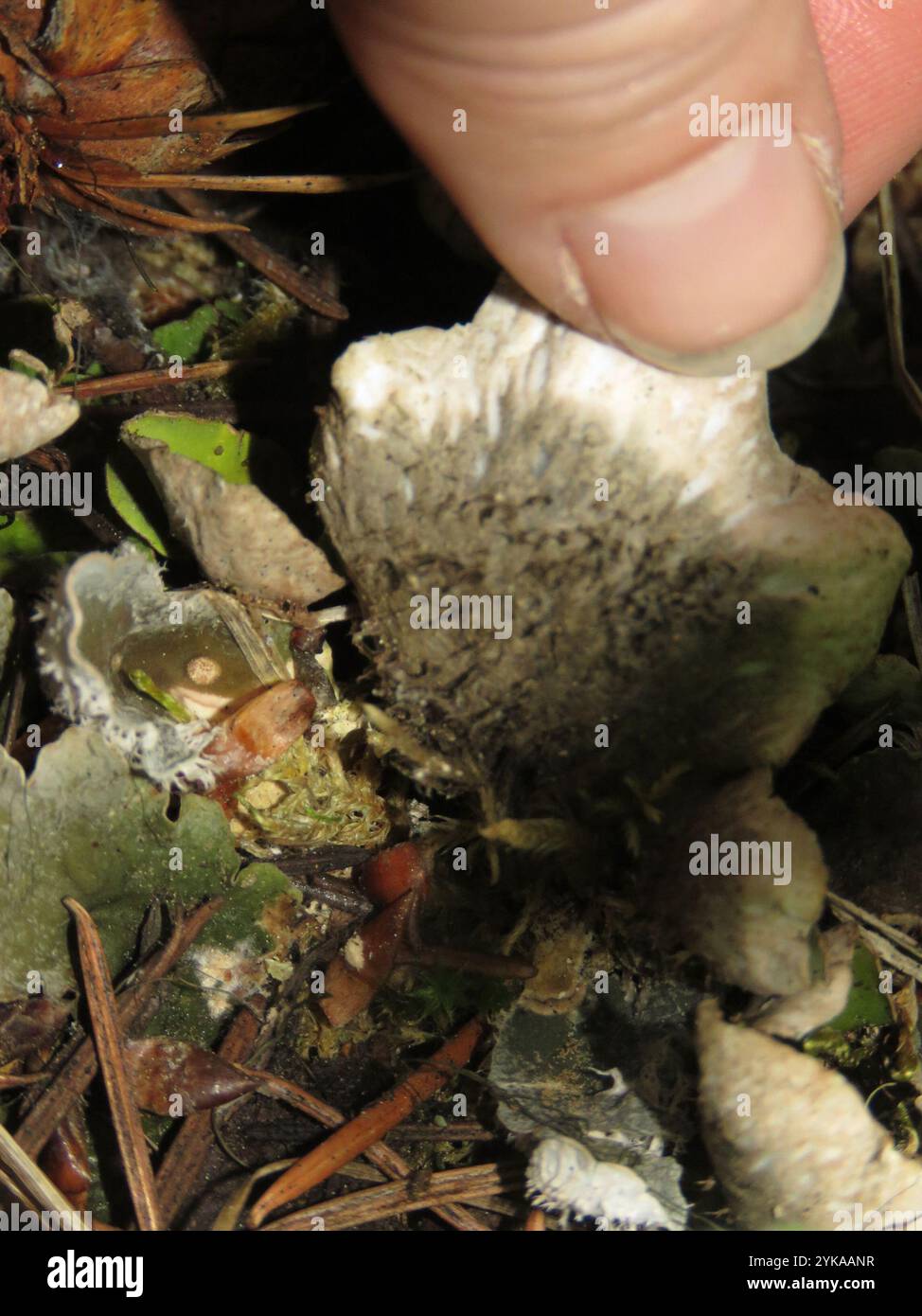 freckled pelt lichen (Peltigera aphthosa Stock Photo - Alamy