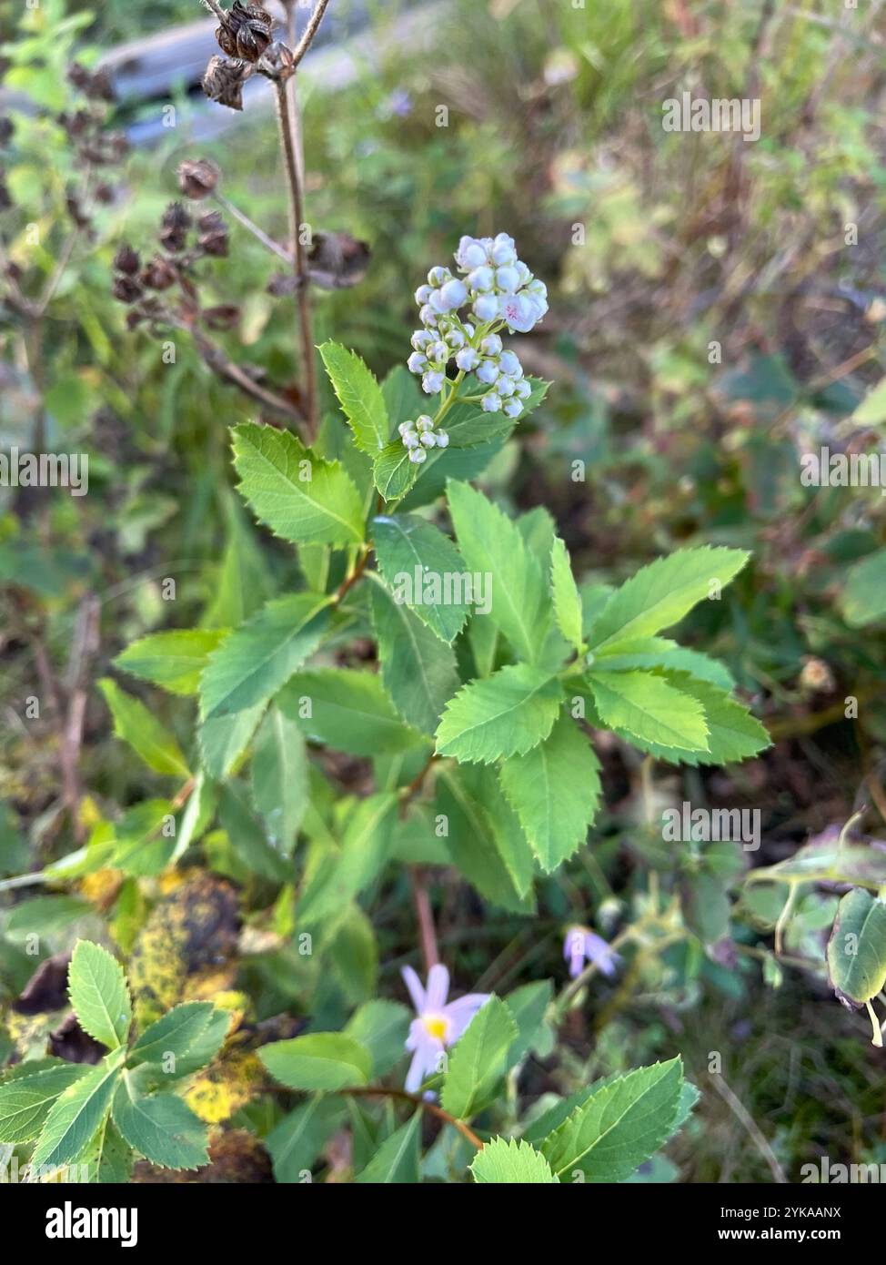 white meadowsweet (Spiraea alba Stock Photo - Alamy