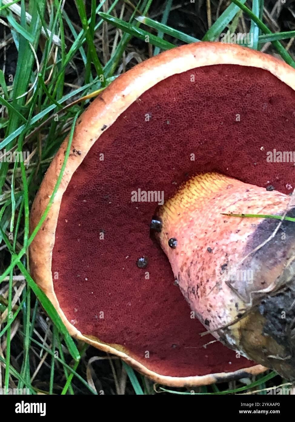 Red-mouth Bolete (Neoboletus subvelutipes Stock Photo - Alamy