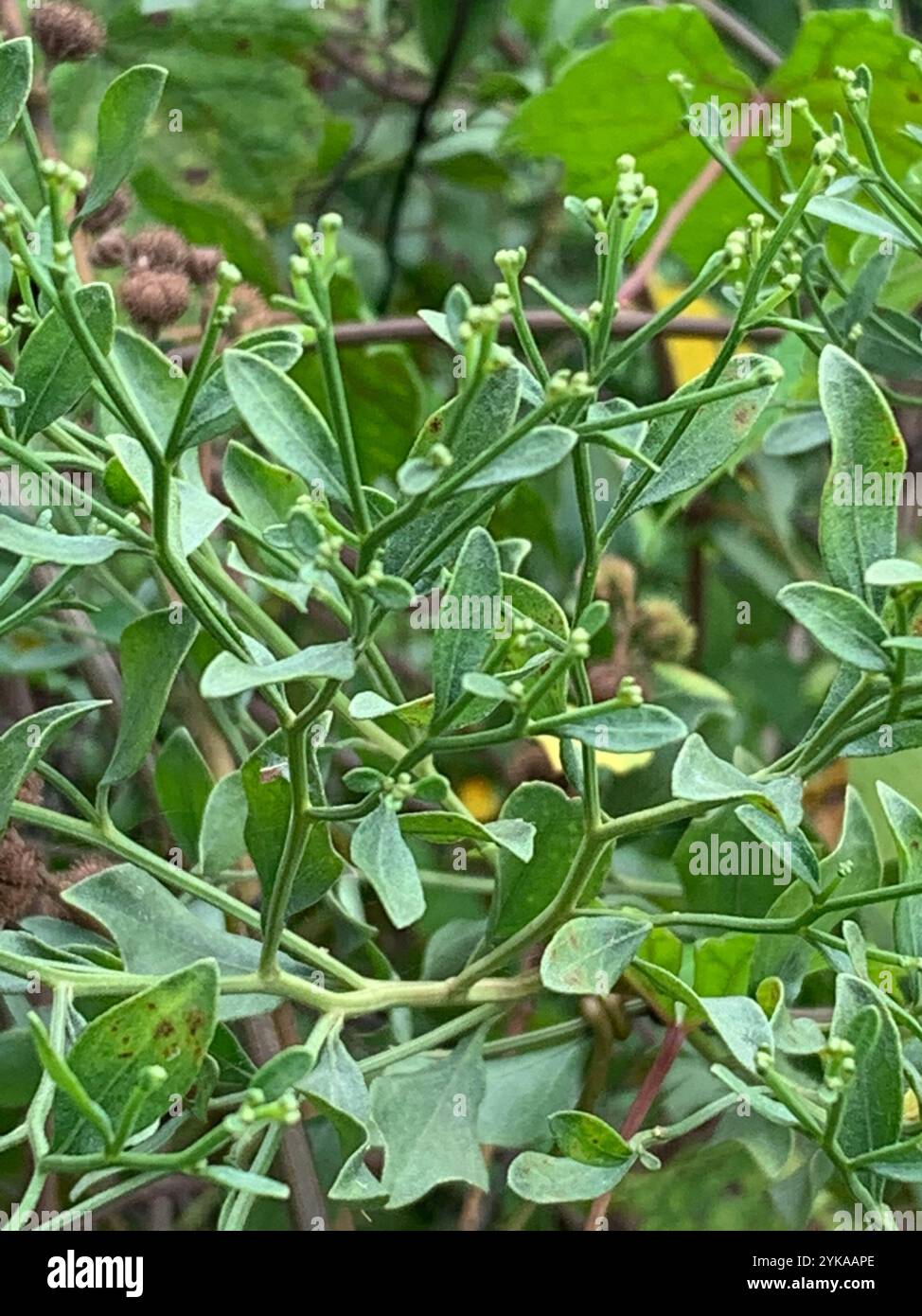 groundsel tree (Baccharis halimifolia Stock Photo - Alamy