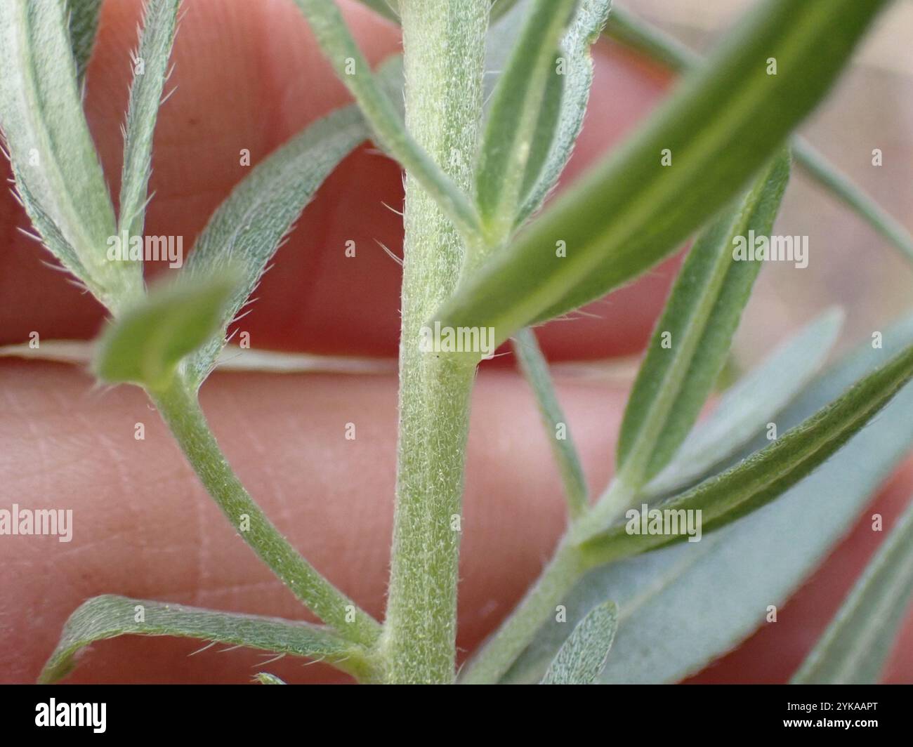 western stoneseed (Lithospermum ruderale Stock Photo - Alamy