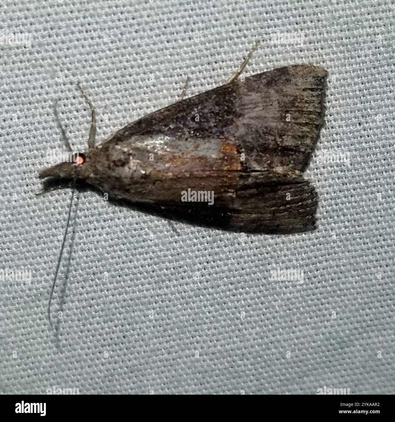 Green Cloverworm Moth (Hypena scabra Stock Photo - Alamy