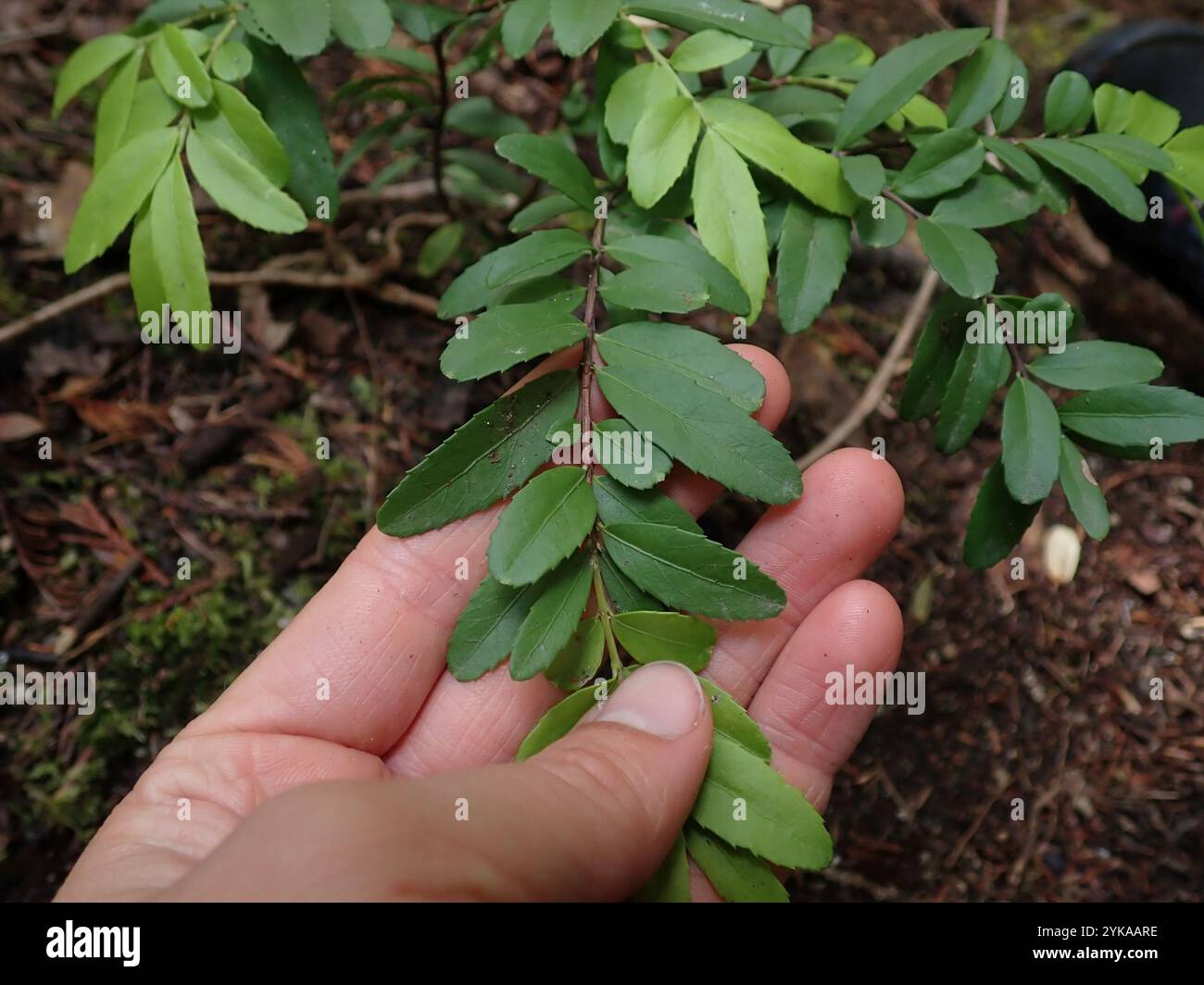 Oregon Boxwood (Paxistima myrsinites Stock Photo - Alamy