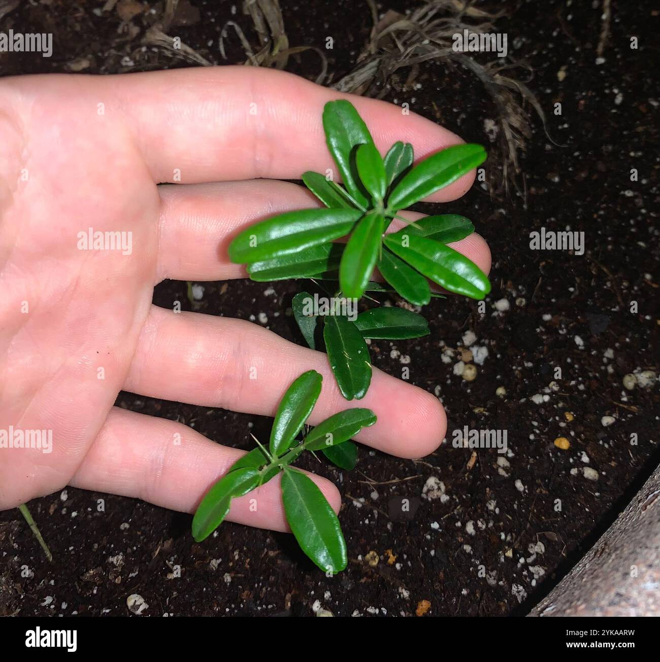 Chinese box-orange (Atalantia buxifolia Stock Photo - Alamy