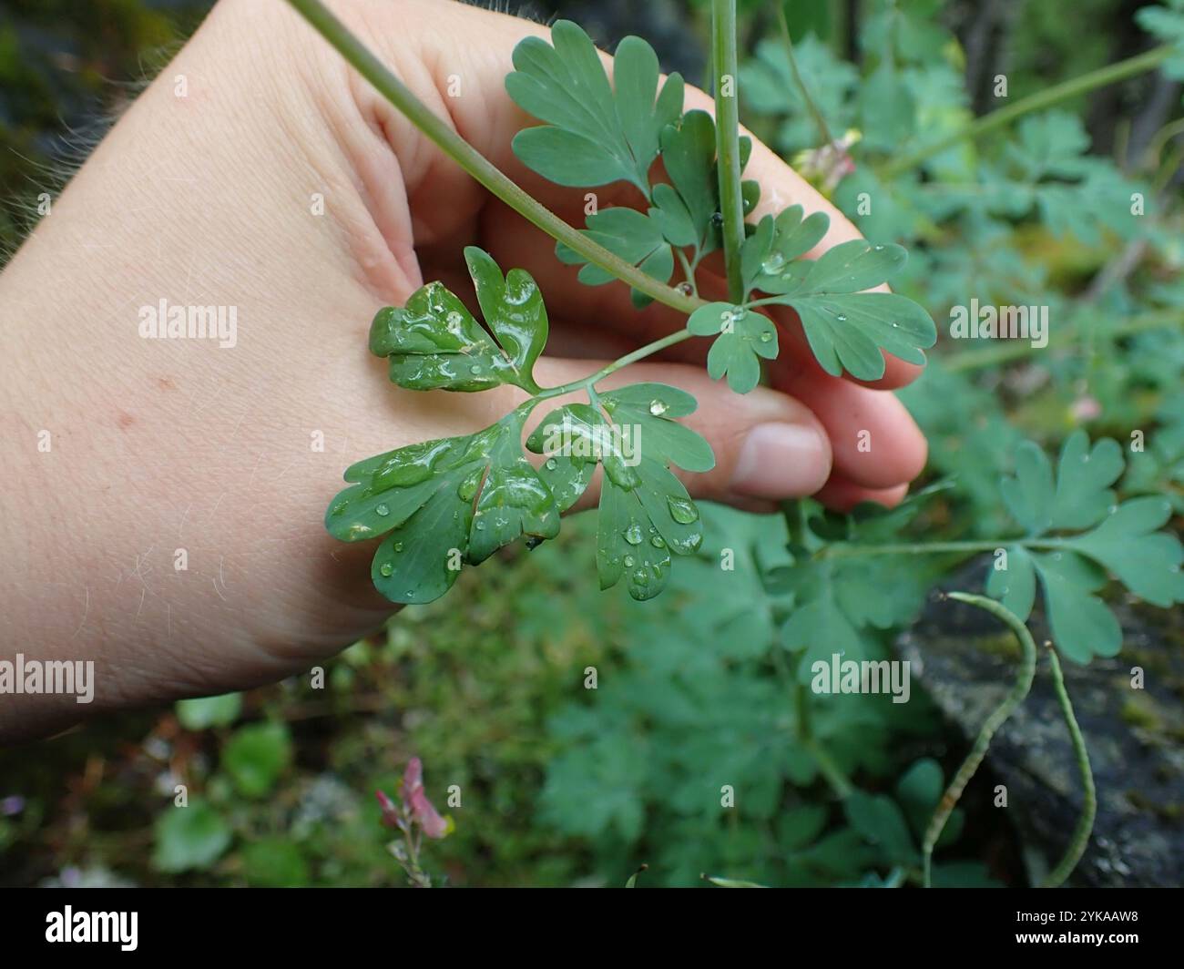 rock harlequin (Capnoides sempervirens Stock Photo - Alamy