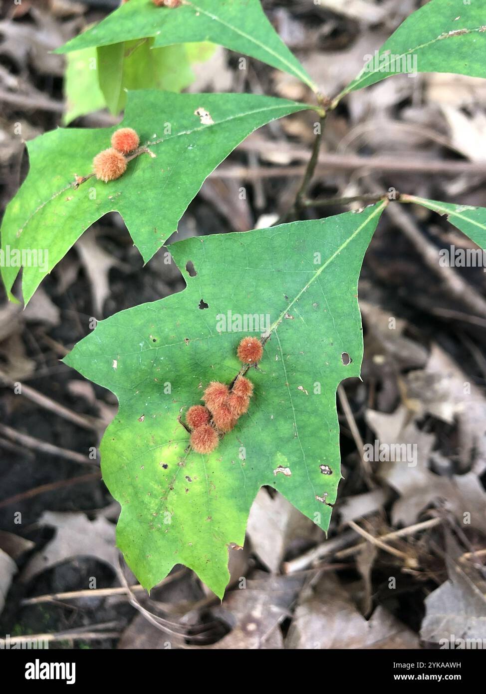 Furry Oak Leaf Gall Wasp (Callirhytis furva Stock Photo - Alamy
