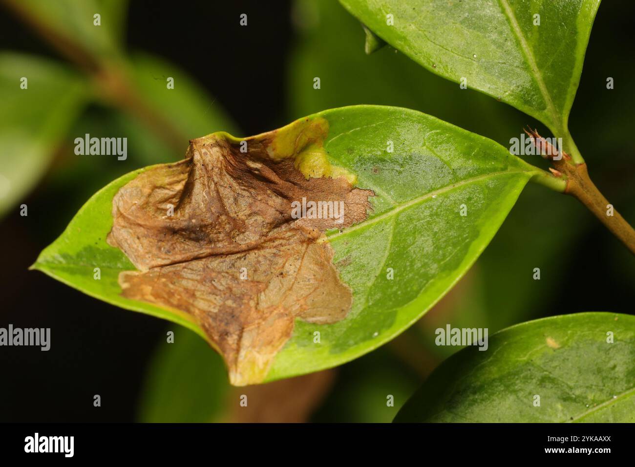 Lilac Leafminer Moth (Gracillaria syringella Stock Photo - Alamy