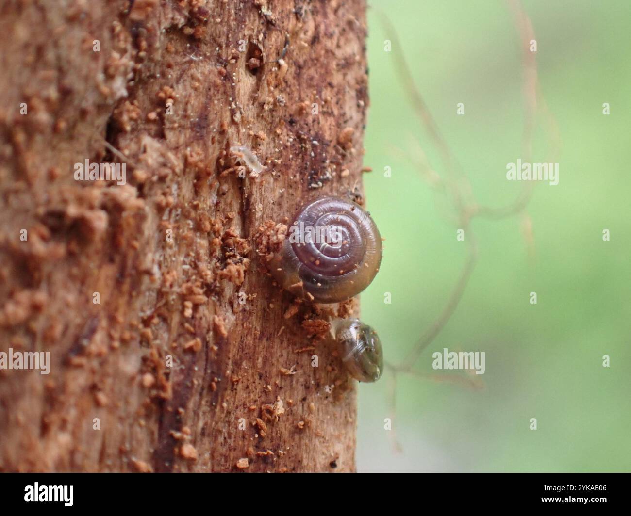 Common Land Snails and Slugs (Stylommatophora Stock Photo - Alamy