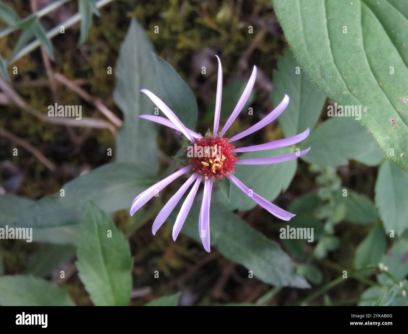 wood asters (Eurybia Stock Photo - Alamy